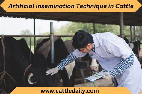 Artificial Insemination Technique In Cattle A Complete Guide Cattle