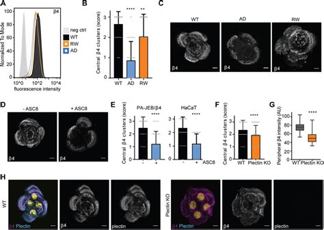 Laminin But Not Plectin Binding To Integrin α6β4 Contributes To Download Scientific Diagram