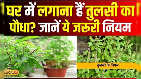 Tulsi Upay घर में लगाना चाहते है तुलसी का पौधा तो एक्सपर्ट से जान लिजिए ये जरूरी नियम Local18