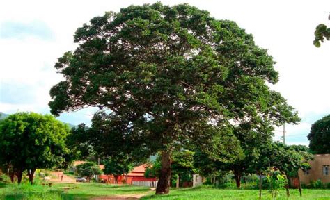 Flora Jatobá AgronegÓcio