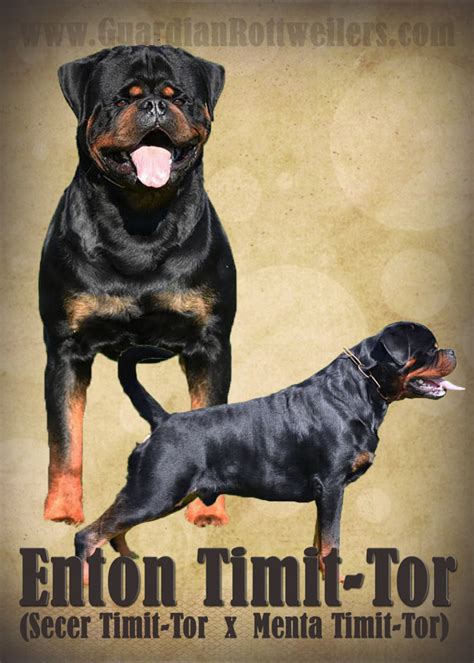Enton Timit Tor Guardian Rottweilers