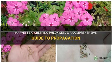 Can You Harvest Creeping Phlox Seeds Yes And Heres How Shuncy
