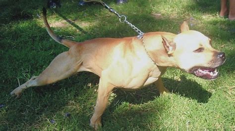 Dog And Owner Mauled By Pit Bull During Walk In Oceanside