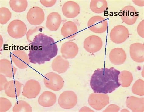 Eritrocitos Hematología Celulas