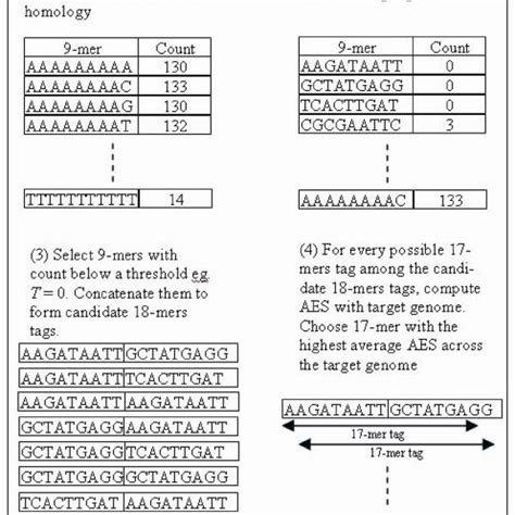 Rt Pcr Binding Process Rt Pcr Binding Process Of A Pair Of Random Download Scientific Diagram