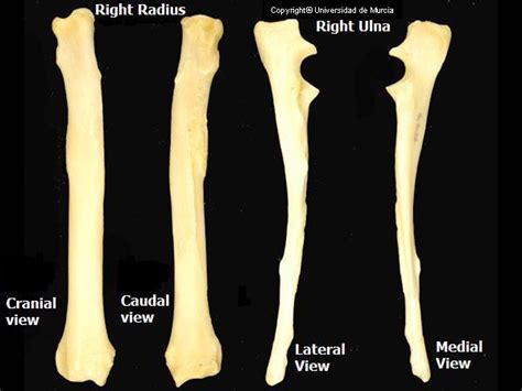 Canine Thoracic Limb Skeletal Anatomy Resources IV V VI WikiVet