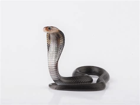 인디언 킹 코브라 뱀