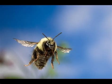 How To Make A Bumblebee Nest Box YouTube How To Make A Bumblebee Nest Box YouTube