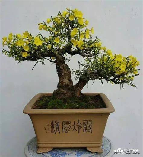 迎春花盆景欣赏 修剪