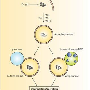 Schematic Overview Of The General Autophagy Pathways Autophagy Is