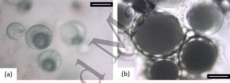 Effect Of Injection Rate On Droplet Size Distributions And Download Scientific Diagram