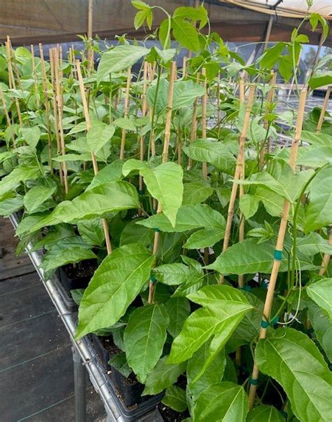 Purple Passion Fruit Vine