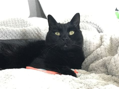 Cat Black Free Photo On Pixabay Pixabay