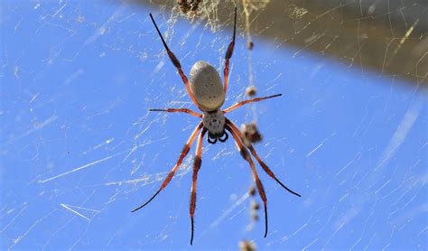 Australian Golden Orb Weaver