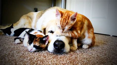 Cats And Dogs 😻🐶 Cute Cats And Dog Playing Full Funny Pets Youtube