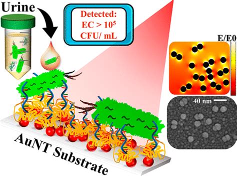Point Of Care Biosensing Of Urinary Tract Infections Employing Optoplasmonic Surfaces Embedded