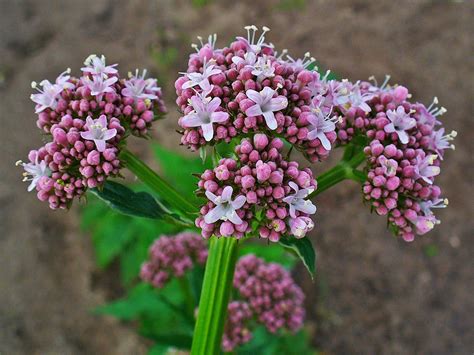 Filevaleriana Officinalis 002 Wikimedia Commons