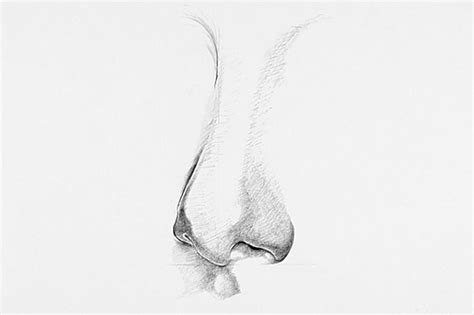 Comment dessiner un nez Un guide étape par étape pour dessiner un nez Peintre Analyse