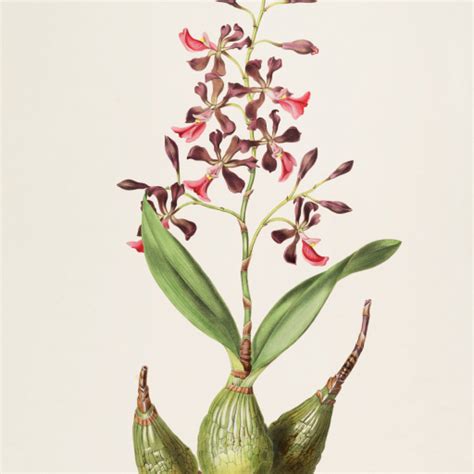 Large Lipped Encyclia Encyclia Cordigera Plant Care And How To Grow Water