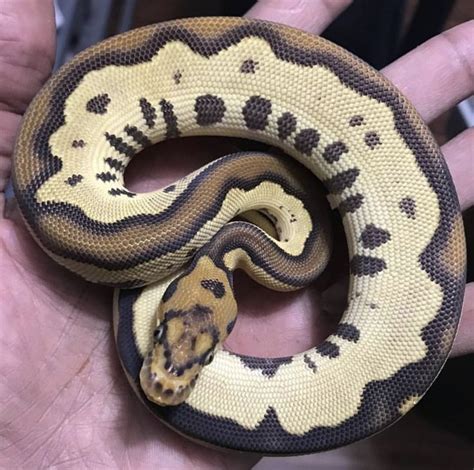 Really Want A Clown Morph Ozzyboids Ball