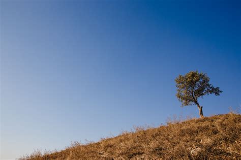 마른 잔디 구름과 배경 언덕과 푸른 하늘 필드에 하나의 나무 화창한 여름 날에 영국 시골의 목가적 인 풍경 사람이 없는 고요한 자연 장면과 복사 공간 0명에 대한 스톡 사진