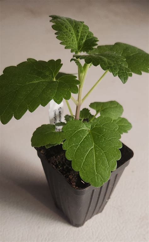 Catnip Seedling Plants Nepeta Cataria Etsy Catnip Seedling Plants Nepeta Cataria Etsy