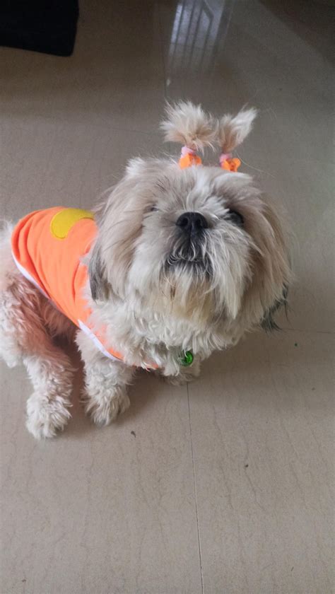 My Cutiepie💗 Rshihtzu