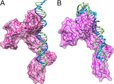 Computational Prediction Of Specific Dna Sequence Containing The Rest