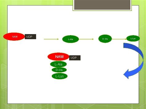 Dr Reshmi Sameeth Cell Wall Synthesis Inhibitors Bacterial