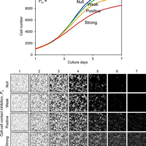 Cell Proliferation Simulation With Varied Cellcell Contact Inhibition