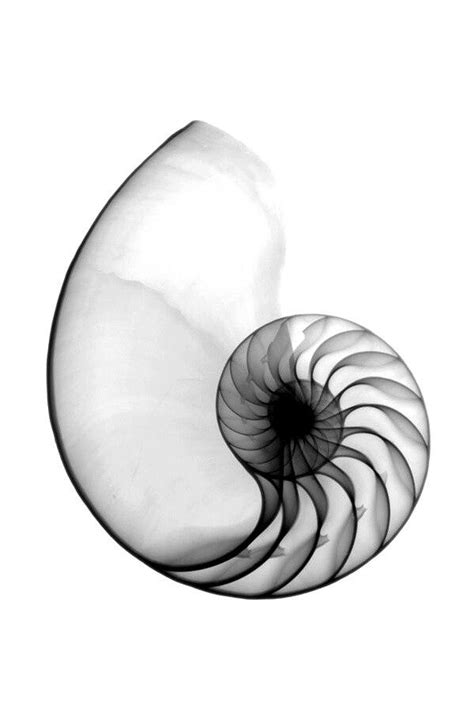 Nautilus Shell X Ray