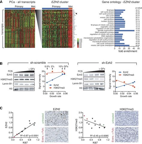 Impaired Prc2 Activity Promotes Transcriptional Instability And Favors