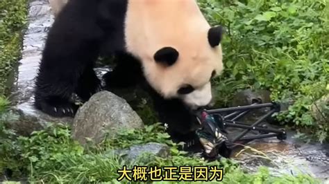 問卦 熊貓福寶被丟椅子了耶 怎麼辦 發錢 Ptt Hito