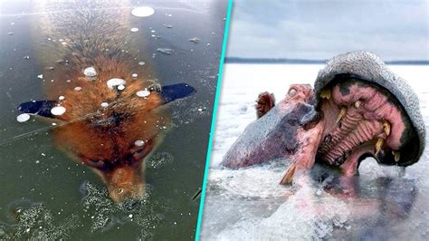 5 მოულოდნელად გაყინული ცხოველი Youtube