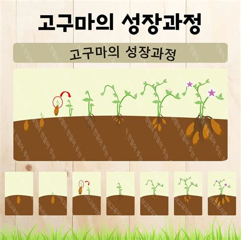 별만자 🔍양파의 성장과정 👉 Byulmanja 👈 네이버에 별만자를 검색해보세요