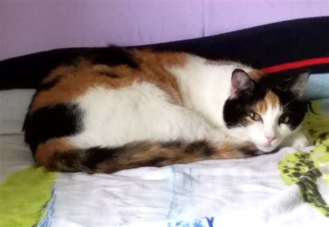 How To Print The First 10 Rows Of A Pandas Dataframe By Guides Arena Python In Plain English