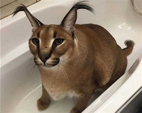 How Much Is Beluga Net Worth As Of 2023