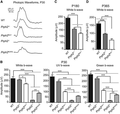 K153d Prph2 Leads To Defects In Cone Function Full Field Ergs Were Download Scientific Diagram