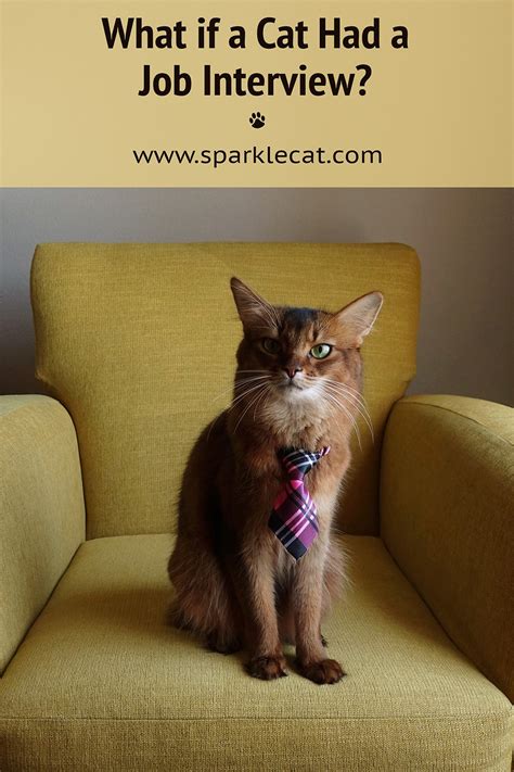 Job Interview Summers Fabulous Cat Life