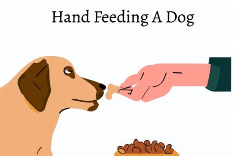 How To Hand Feed Your Dog Safely Doghib