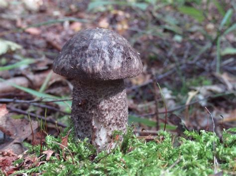 LECCINUM VARIICOLOR Watling kozák barvoměnný kozák rozličnofarebný