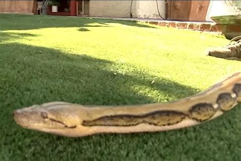 Watch Missing 15 Foot Python Found Near Her Los Angeles Home