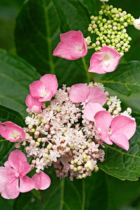 Lacecap Hydrangea Varieties Summer Showstoppers The Different Types