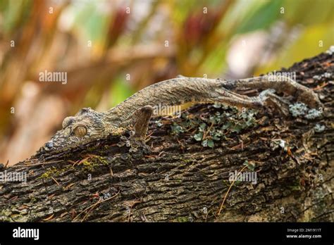 Giant Leaf Tail Gecko Uroplatus Fimbriatus Madagascar Rain Forest