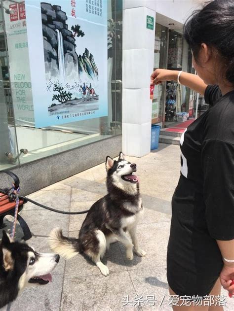 一隻被主人套路成功 被剃毛的哈士奇 醒來看到自己一臉懵 每日頭條