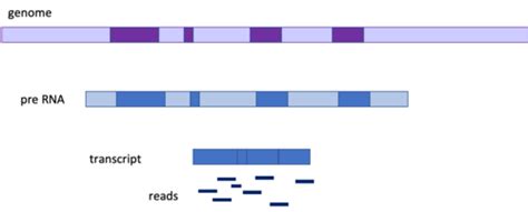 L RNA Seq Flashcards Quizlet