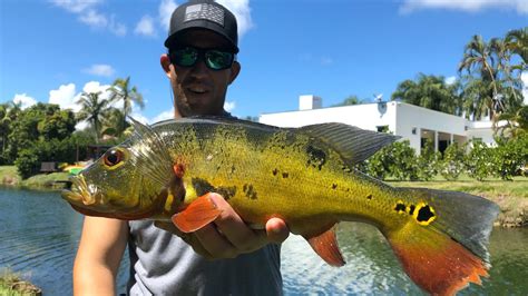 Peacock Bass Fishing In Miami Ultra Clear Canals Of South Florida