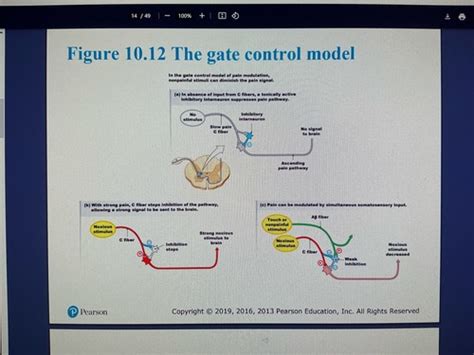Physiology Lecture Exam 5 Flashcards Quizlet