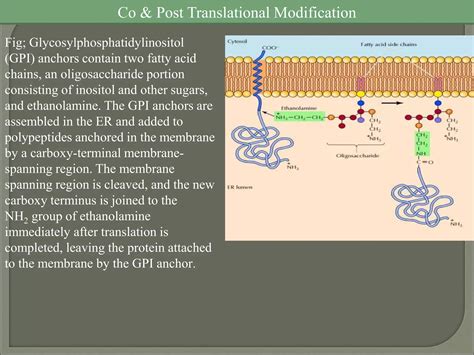 Co And Post Translation Modification Ppt