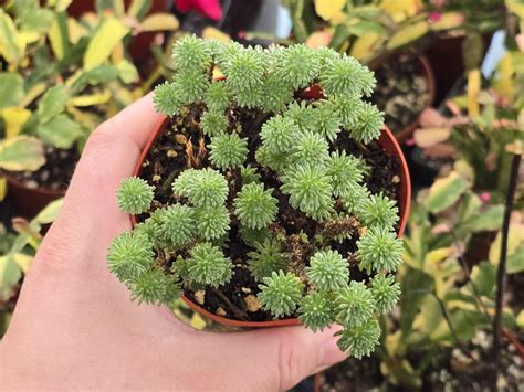 Mini Joshua Tree Succulent 4 Inch Pot Sedum Multiseps Rare Etsy